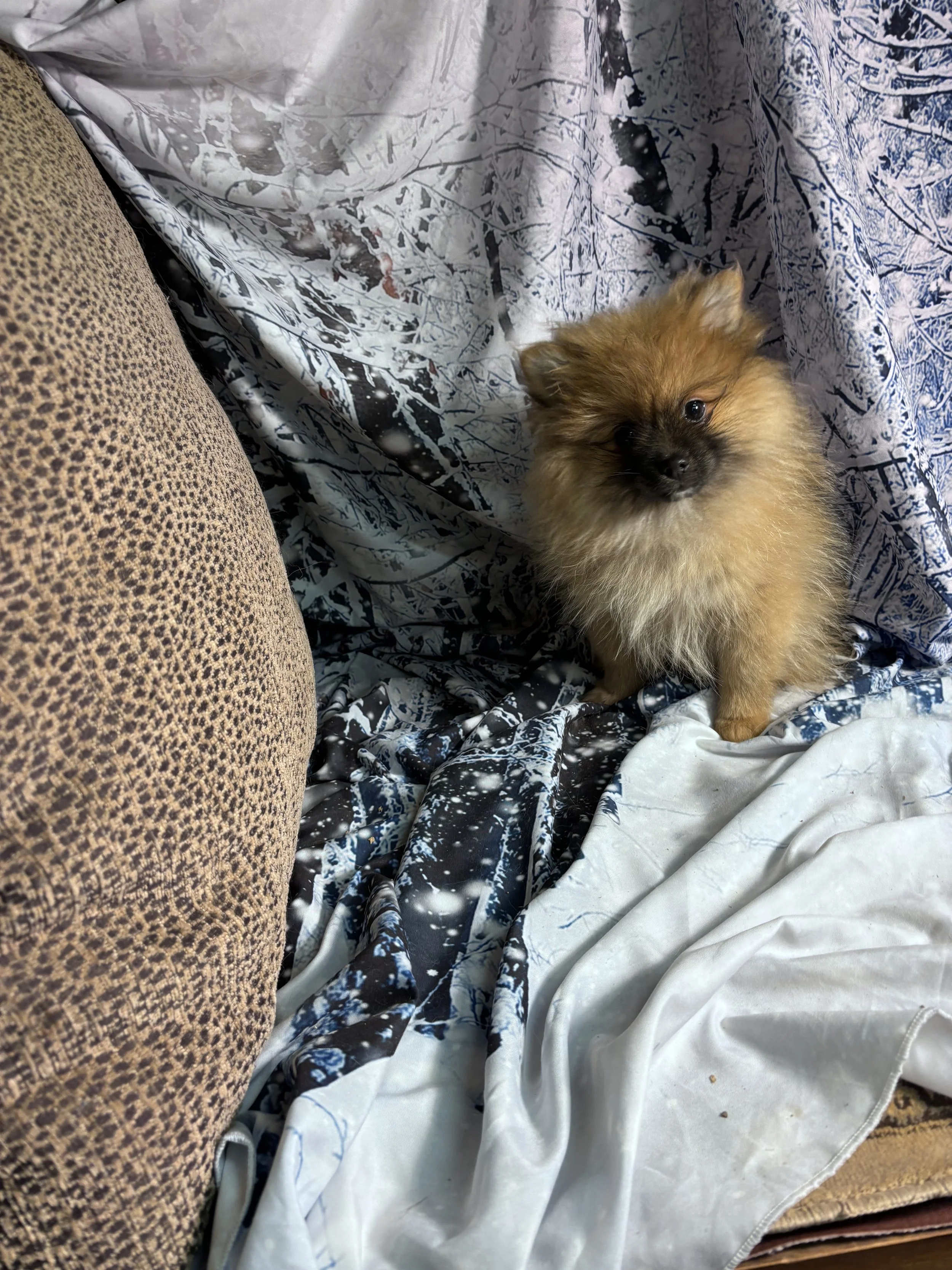 Pomeranians — Tiny Parti Paws