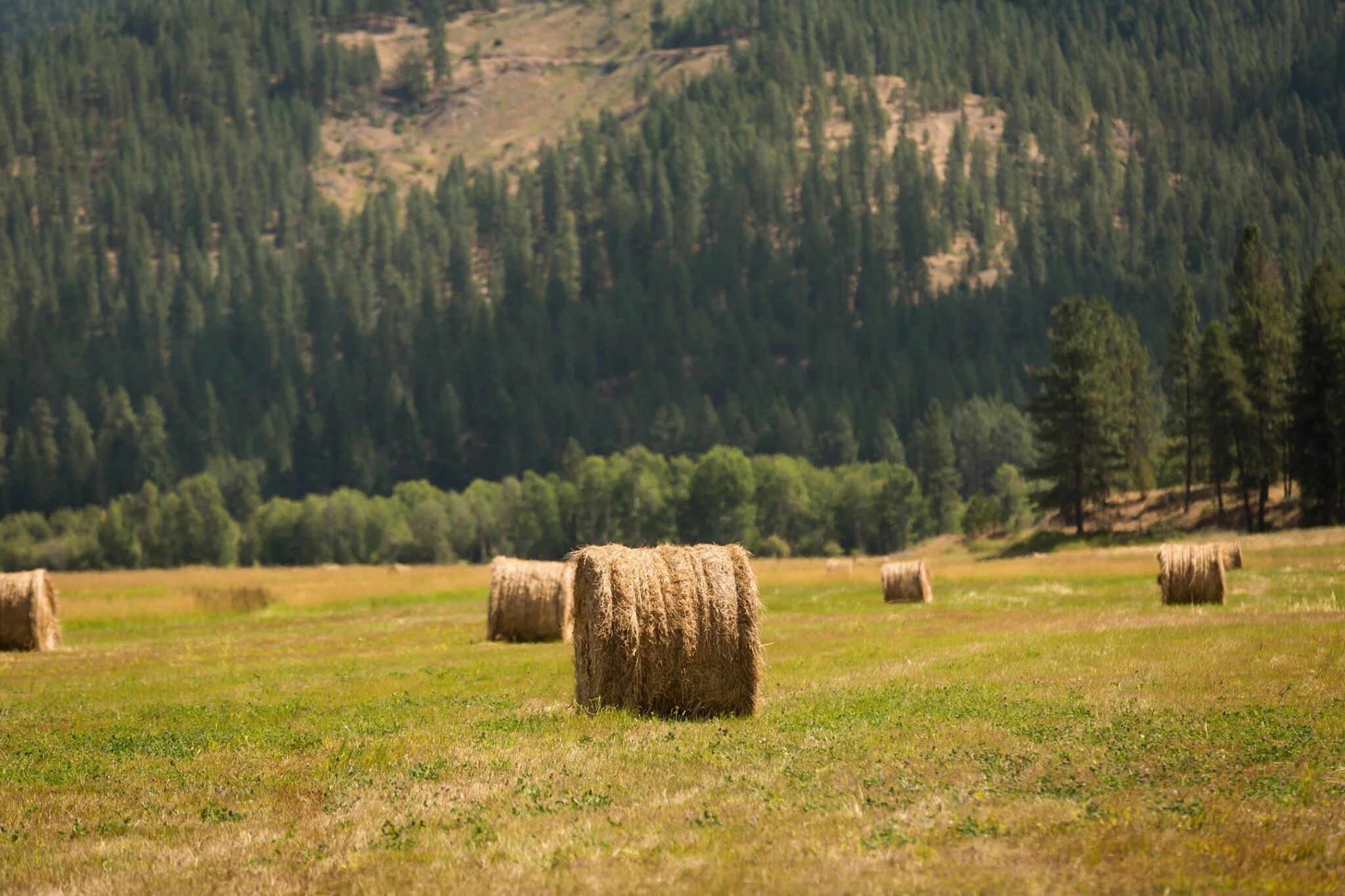 Moose Valley Ranch