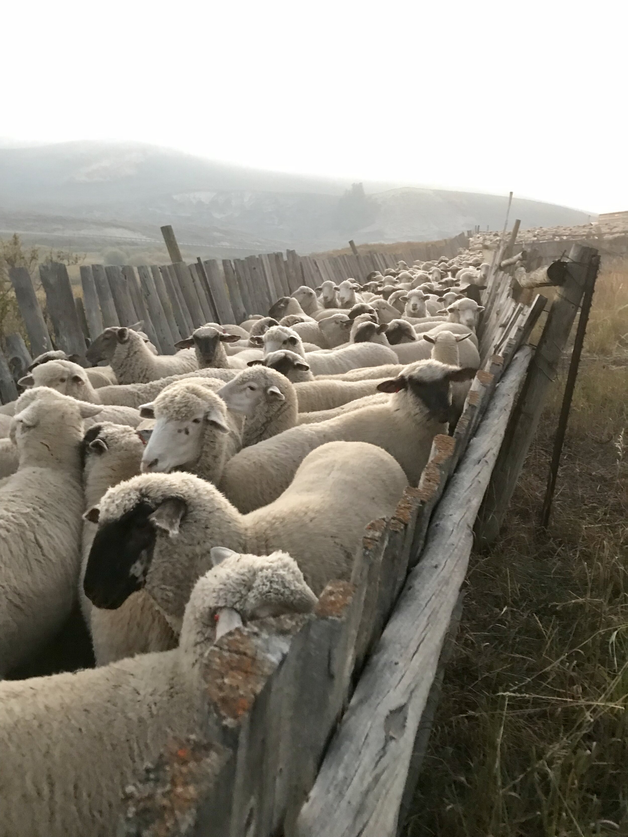 Animal Health — Colorado Sheep Industry