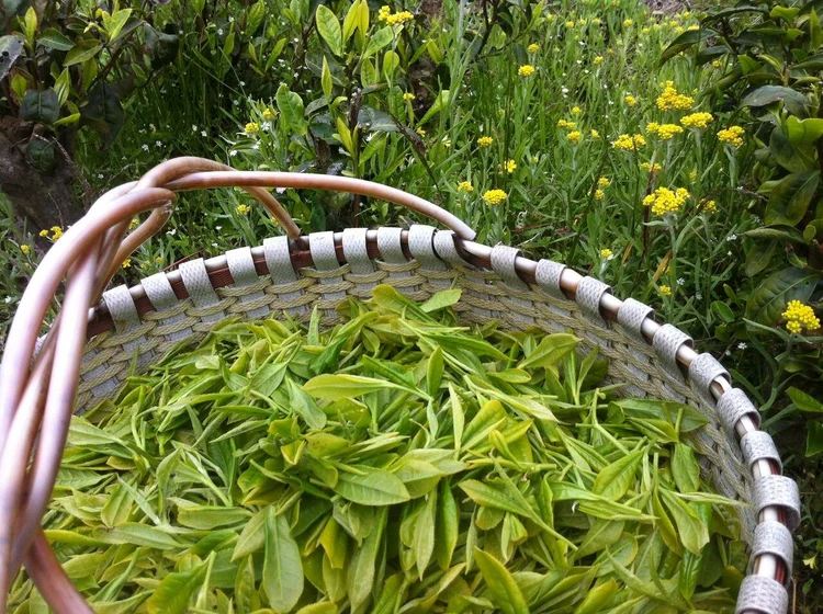 Background info on Shang Tea — Shang Tea