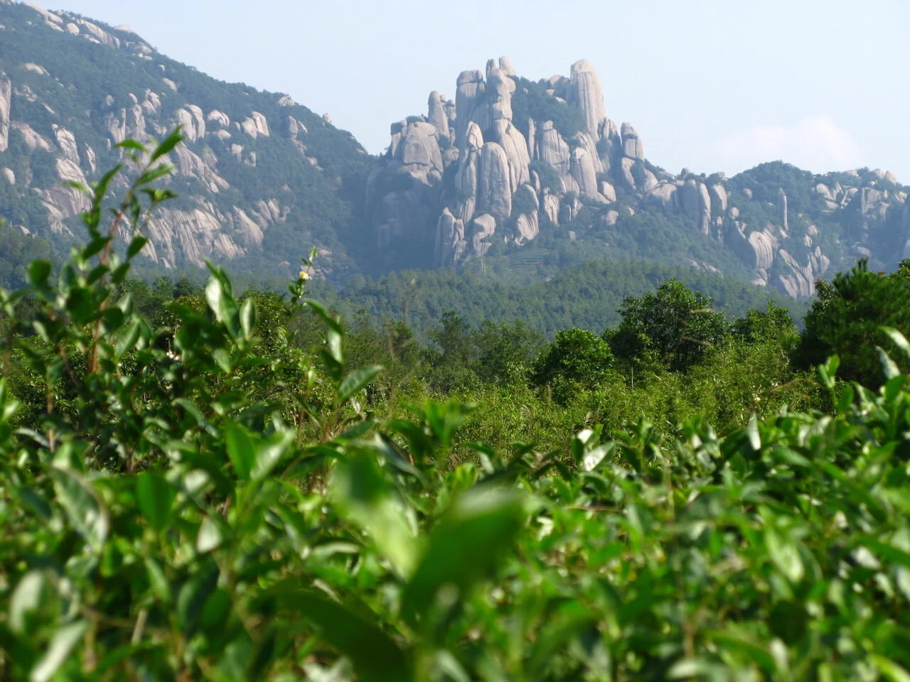 Background info on Shang Tea — Shang Tea