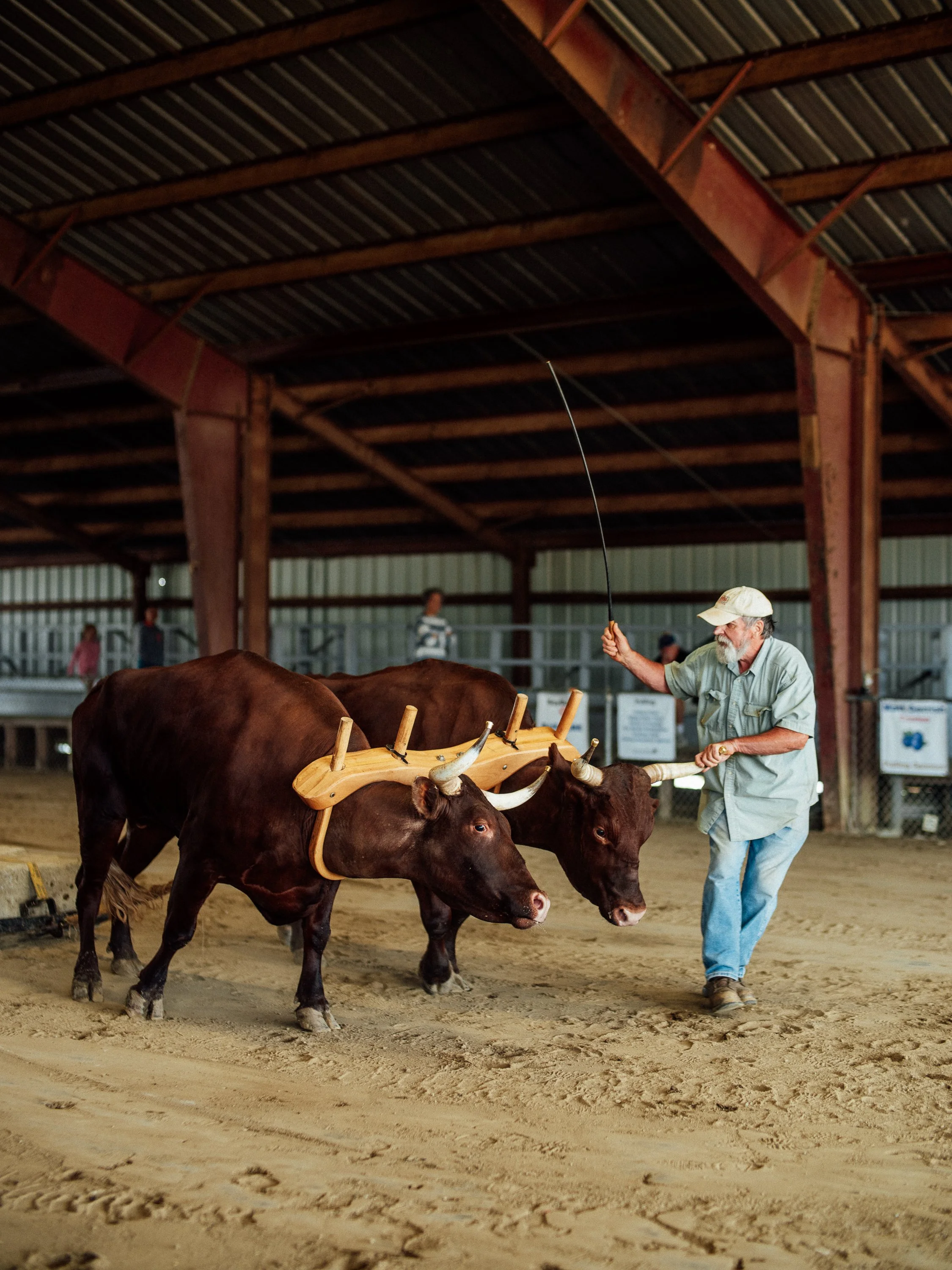 Livestock Pulling — Union Fair