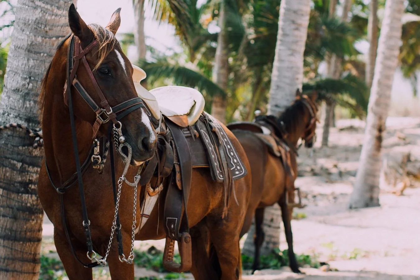 THE WORLD'S BEST LUXURY EQUESTRIAN RESORTS — BLACK SADDLE