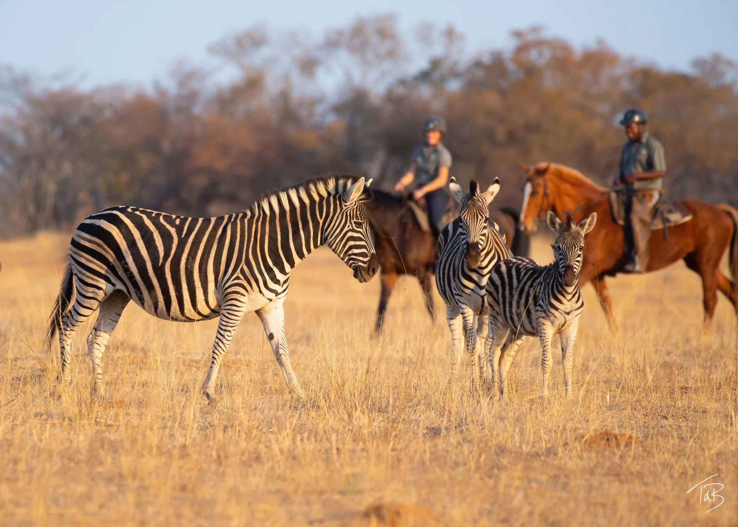 Riding Zebra In Africa