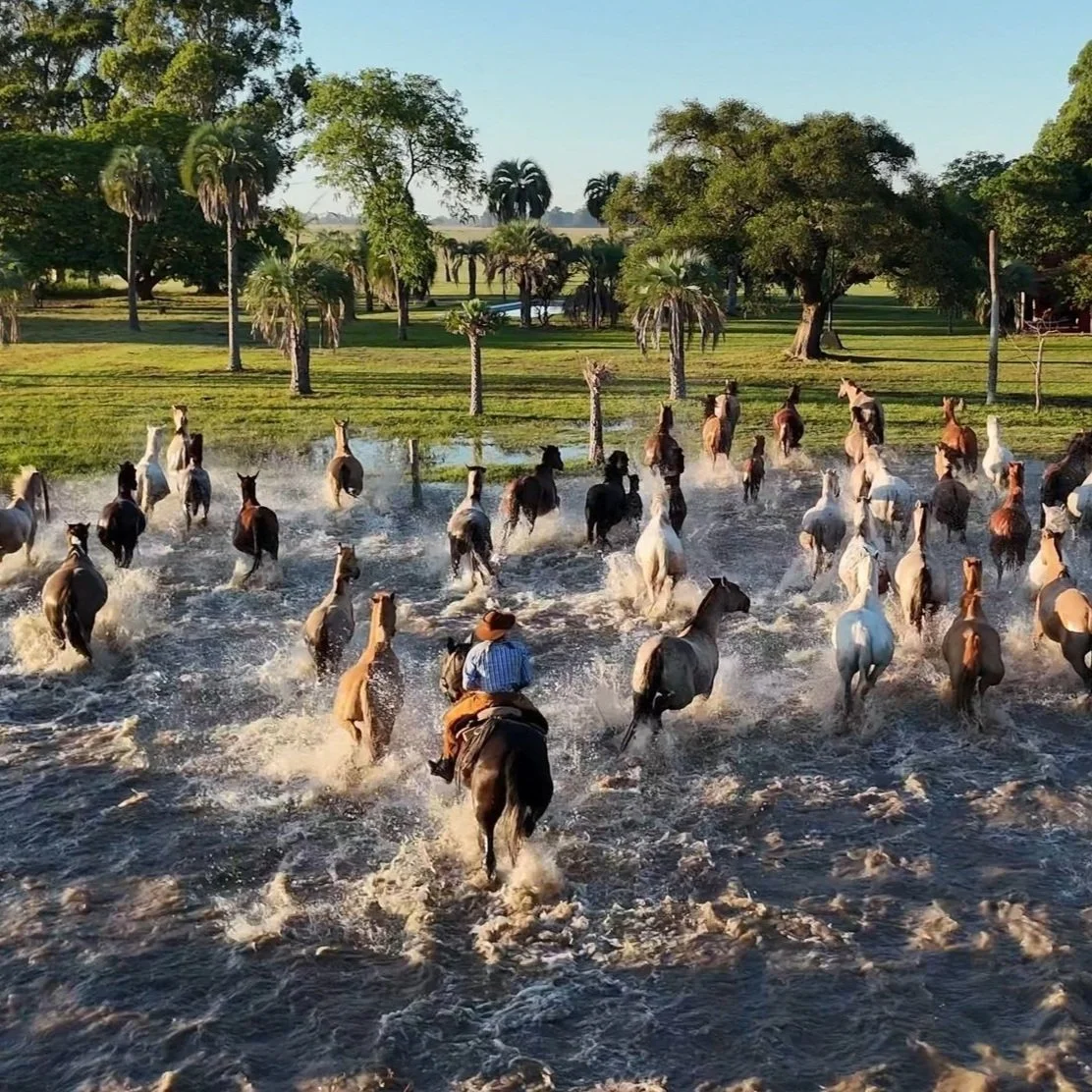 Don Joaquin — BLACK SADDLE