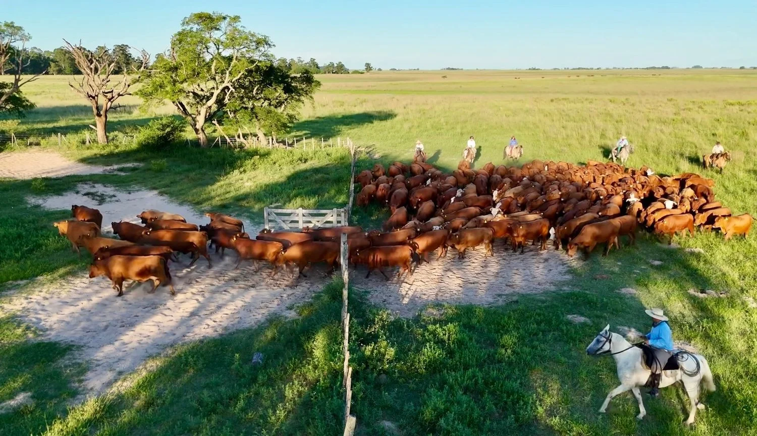Don Joaquin — BLACK SADDLE