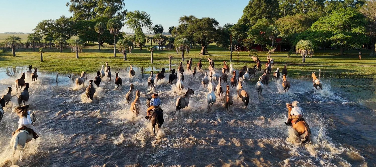 Don Joaquin — BLACK SADDLE