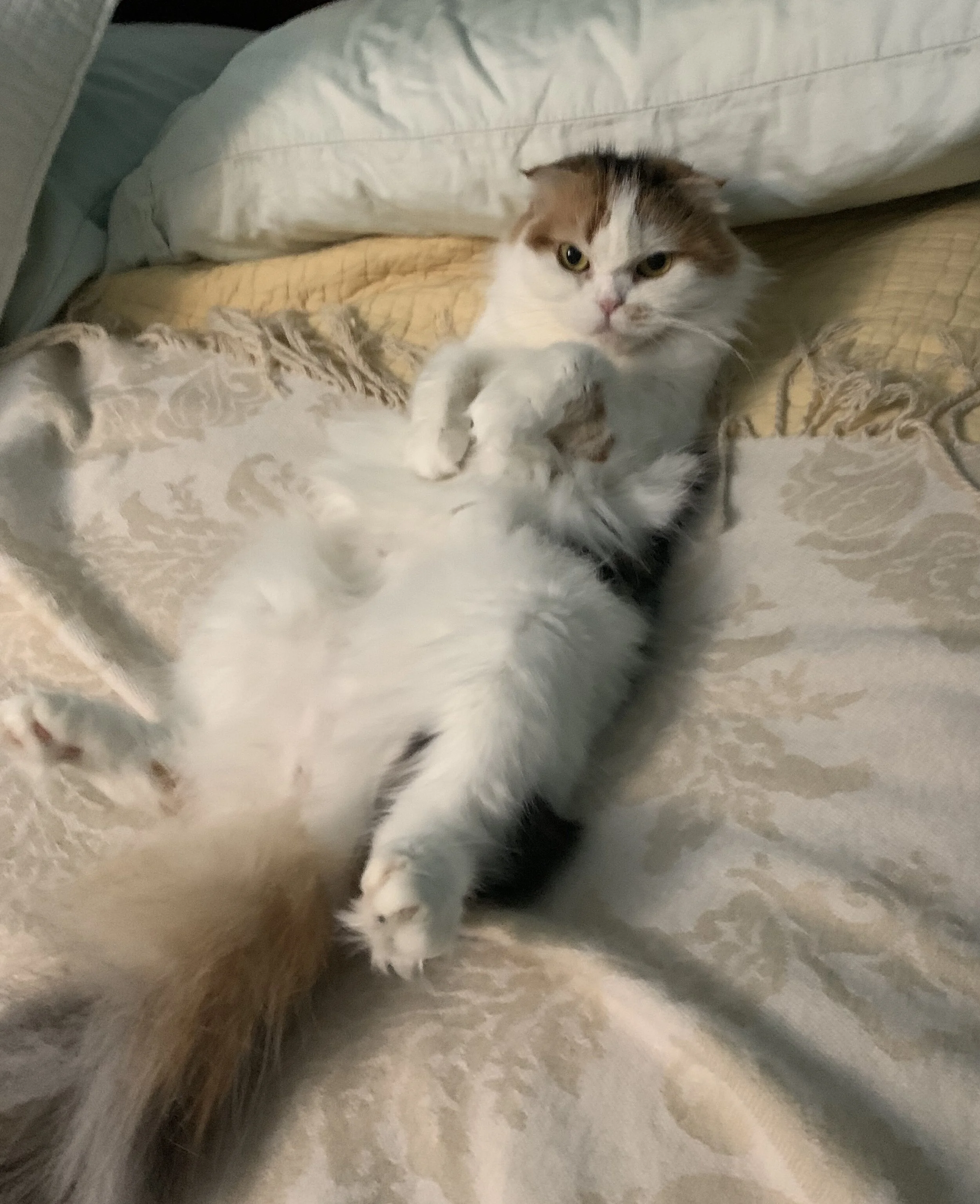 Our Dams — Muse Cats