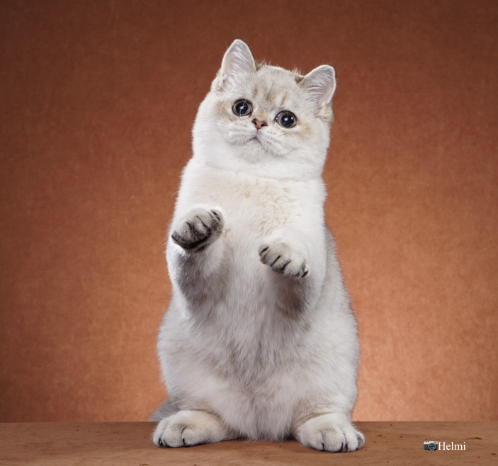 Our Sires — Muse Cats