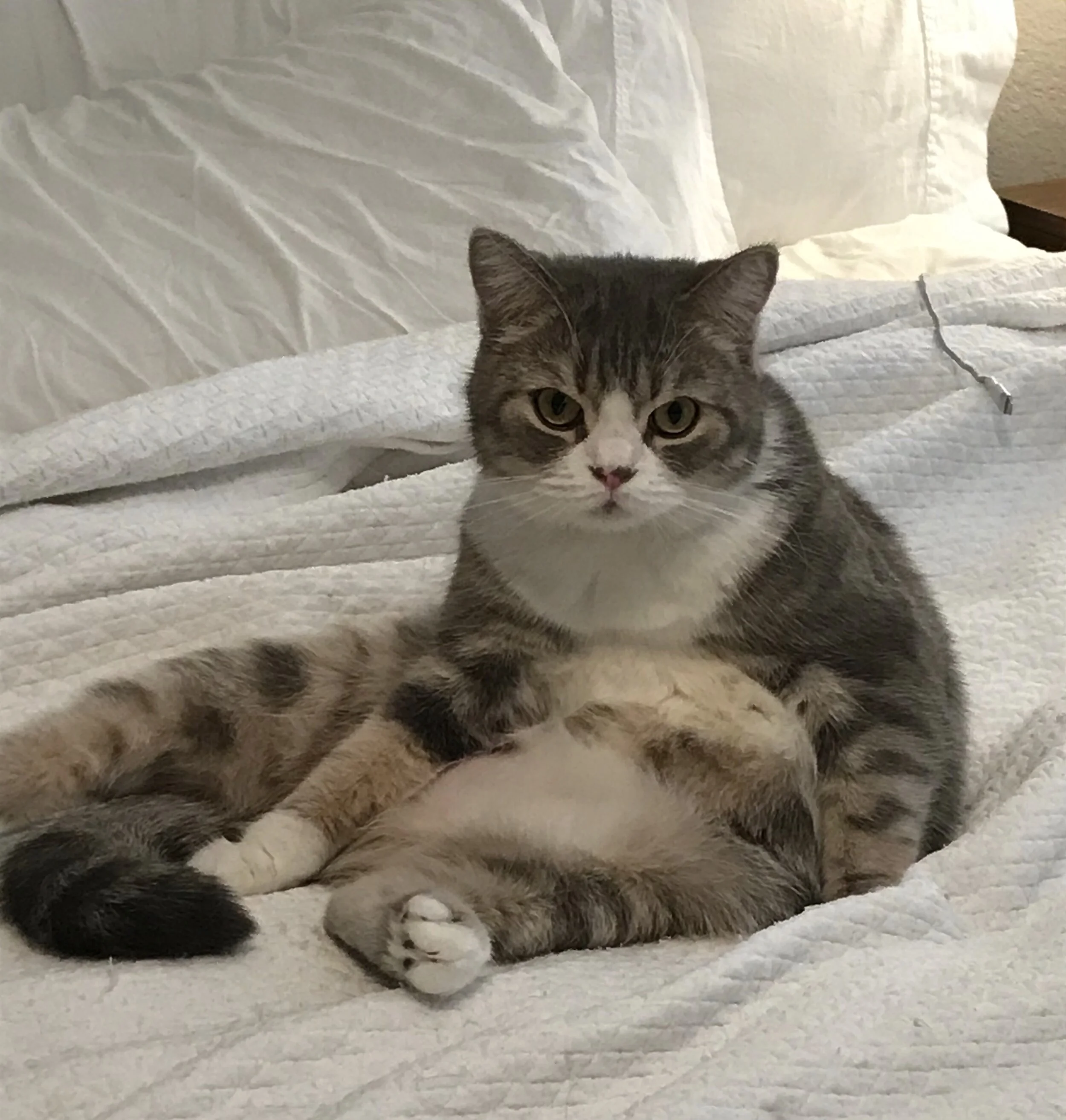 Our Dams — Muse Cats