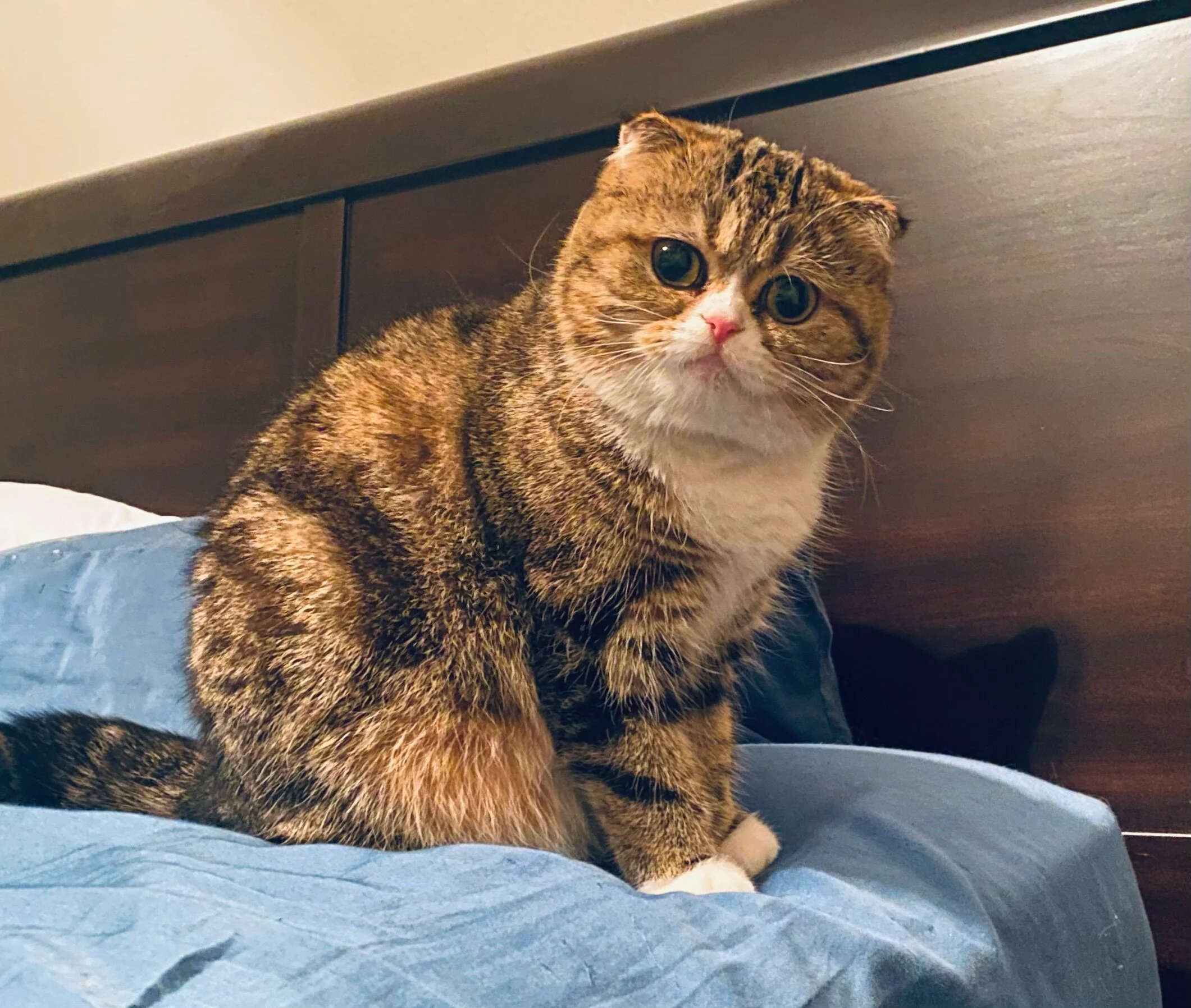 Our Dams — Muse Cats