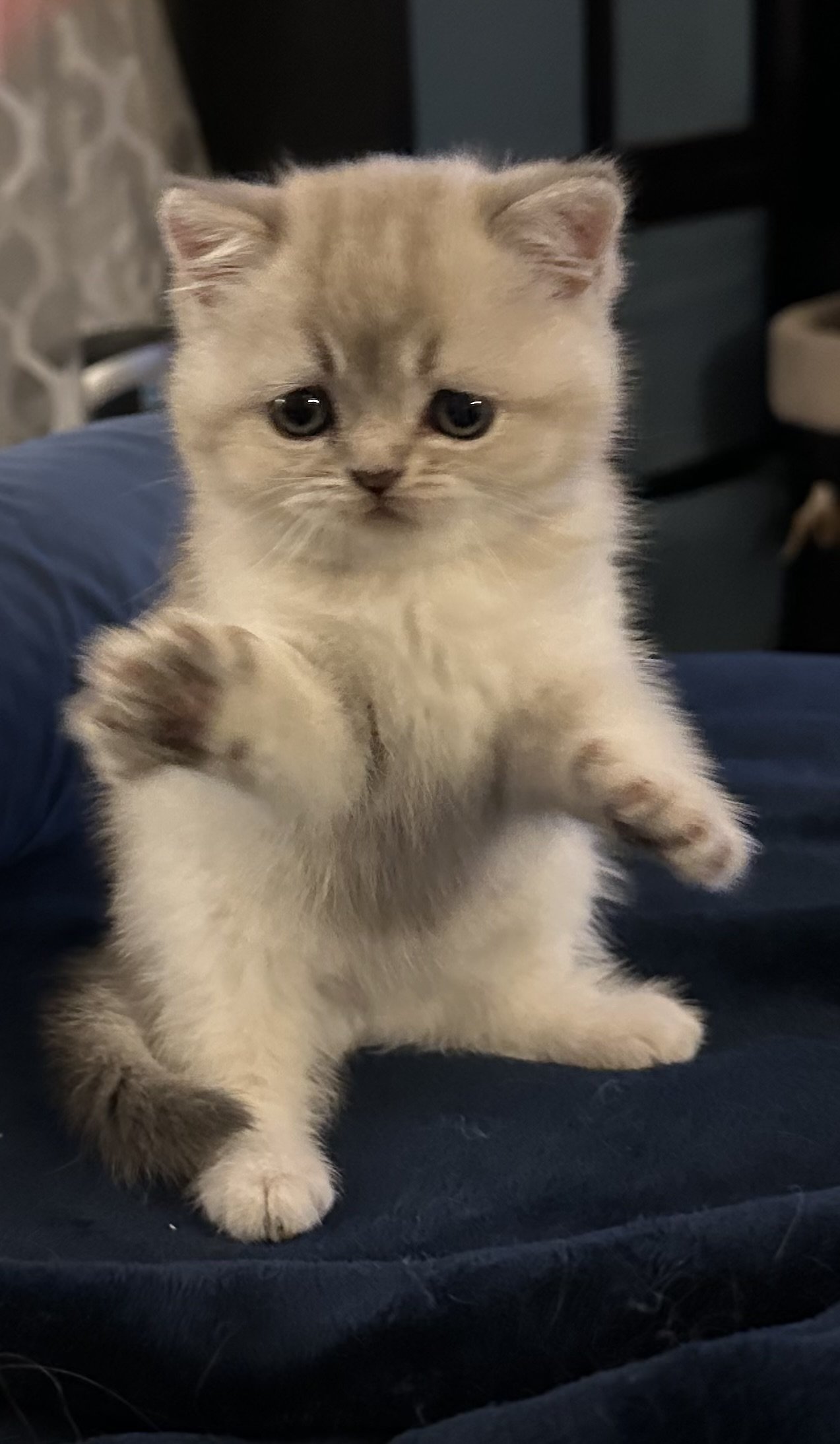 Available Scottish Fold Kittens — Muse Cats