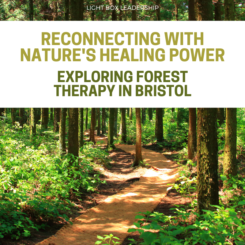 Forest Therapy Practitioner Certification — LIGHT BOX