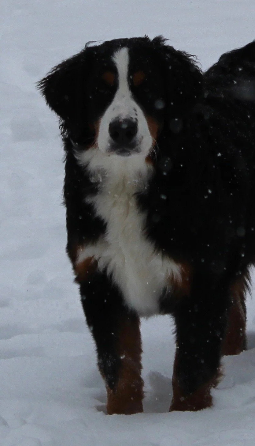 OUR DOGS — New England Bernedoodles