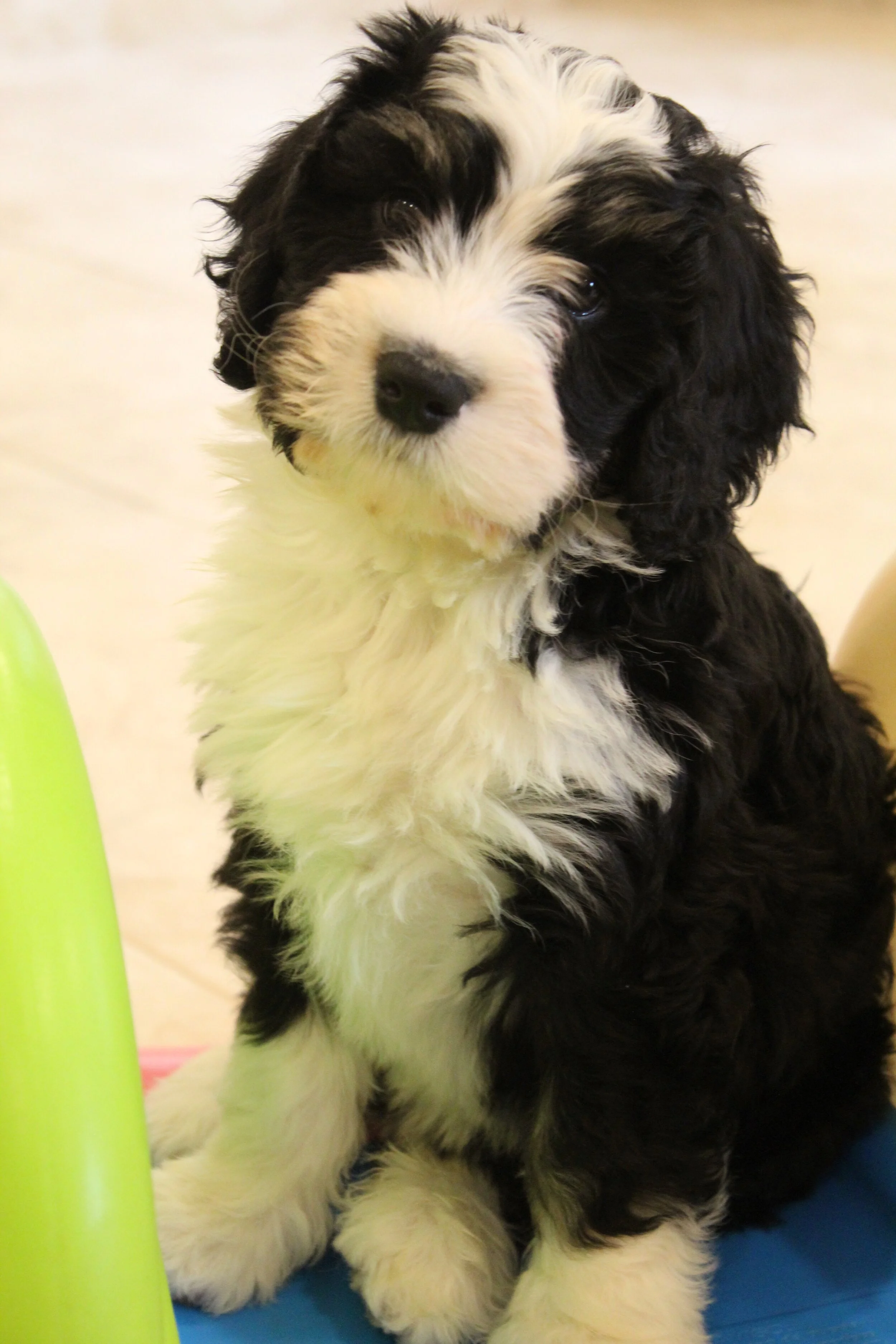 OUR DOGS — New England Bernedoodles