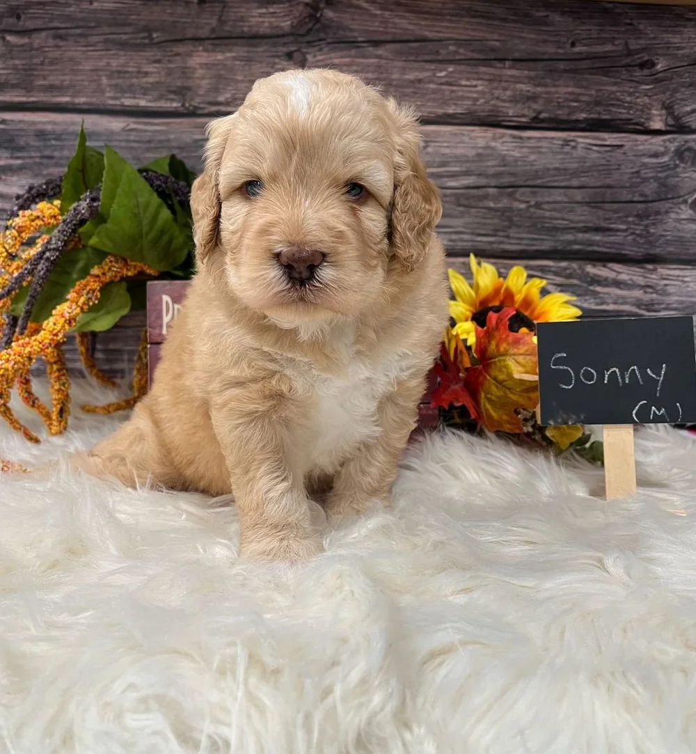 New England Bernedoodles