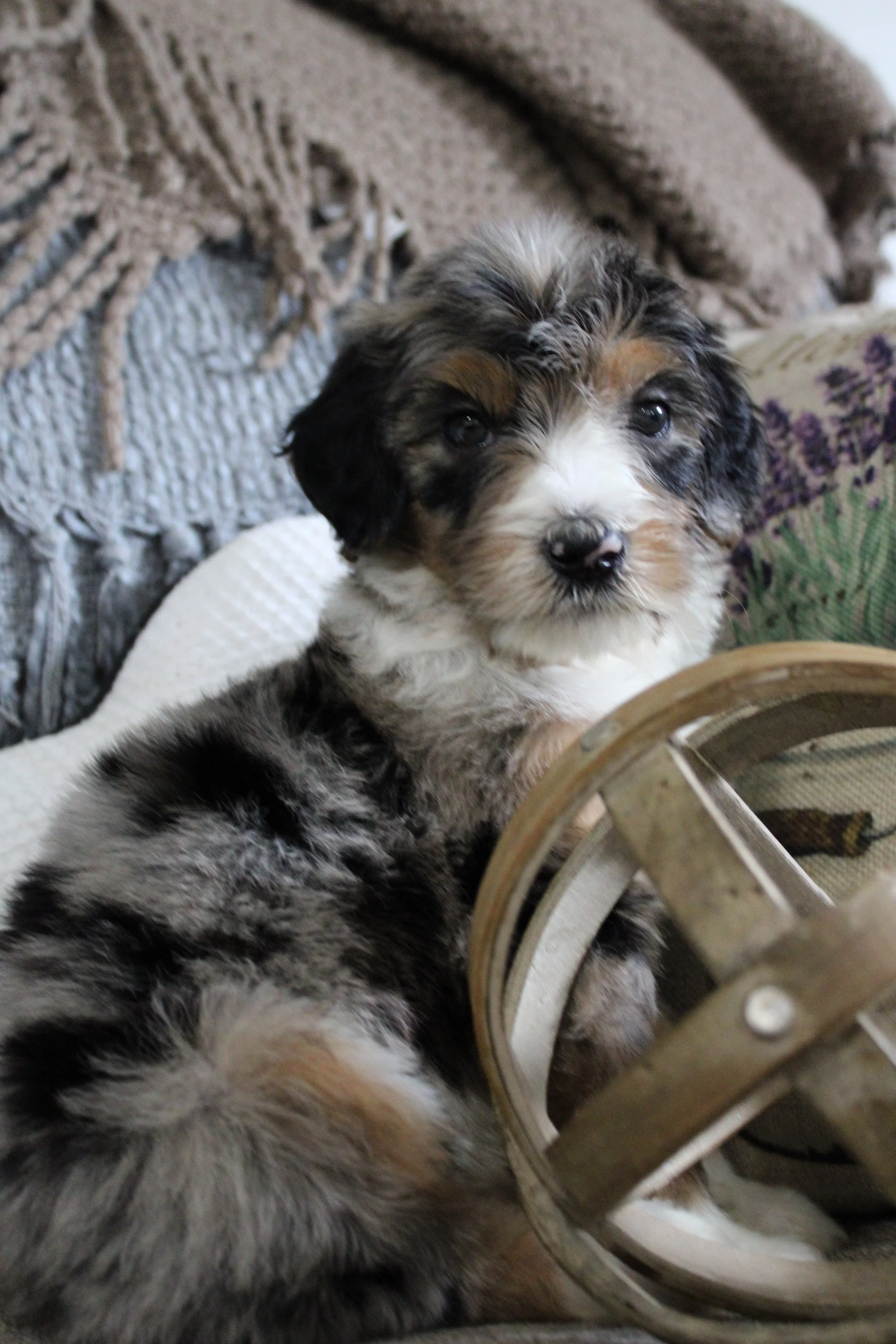 OUR PUPPIES — New England Bernedoodles