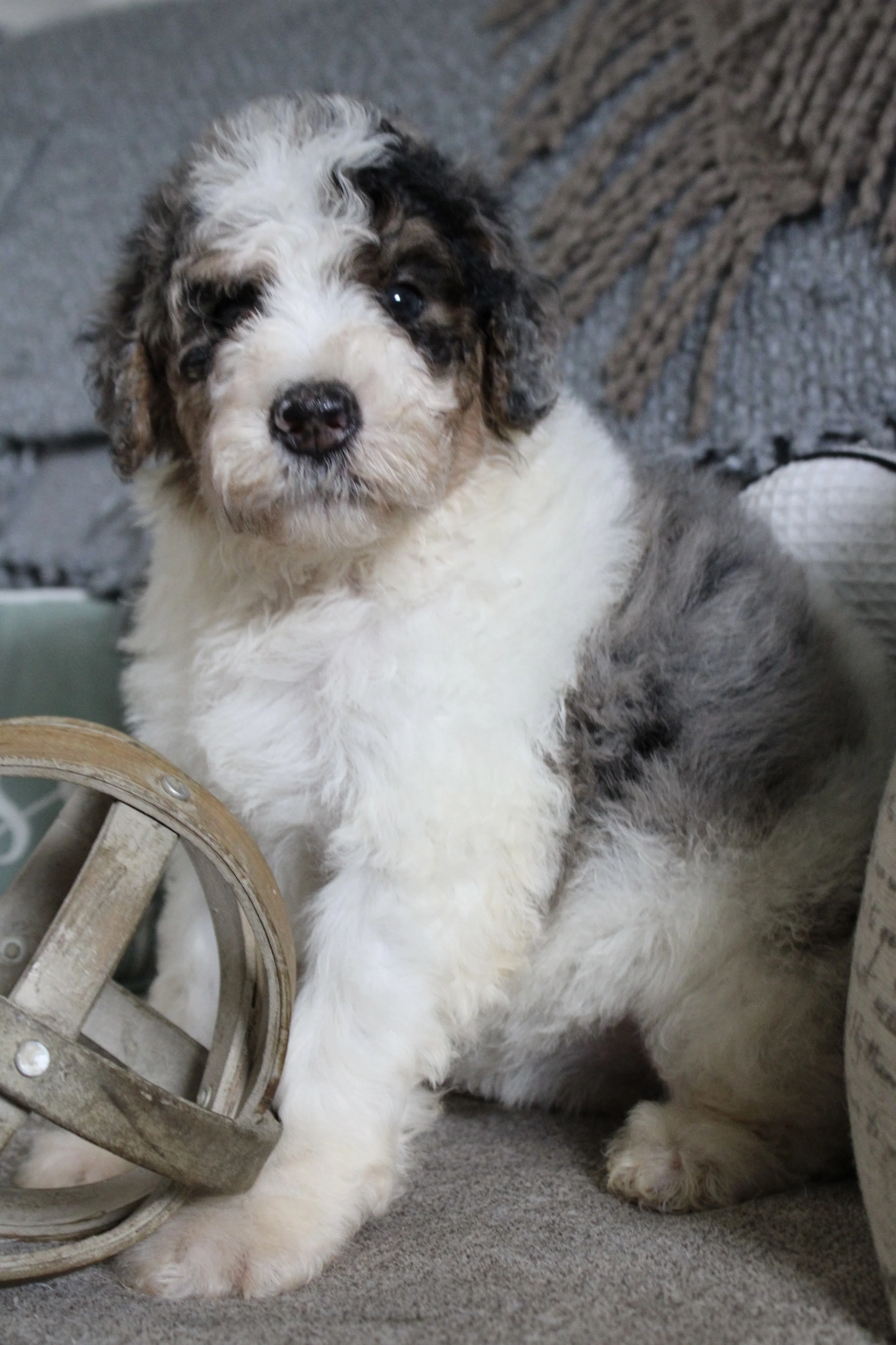 OUR PUPPIES — New England Bernedoodles