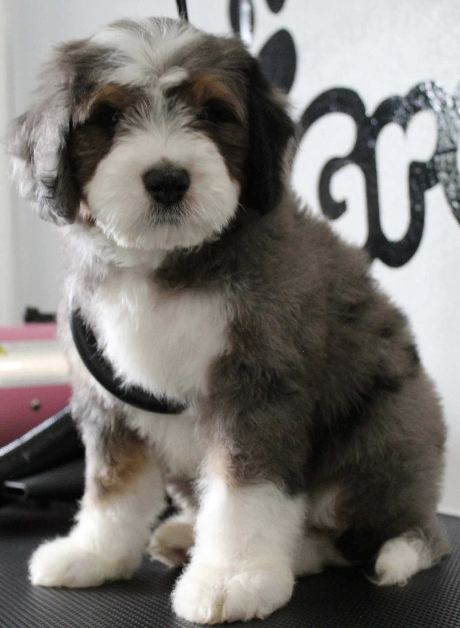 New England Bernedoodles