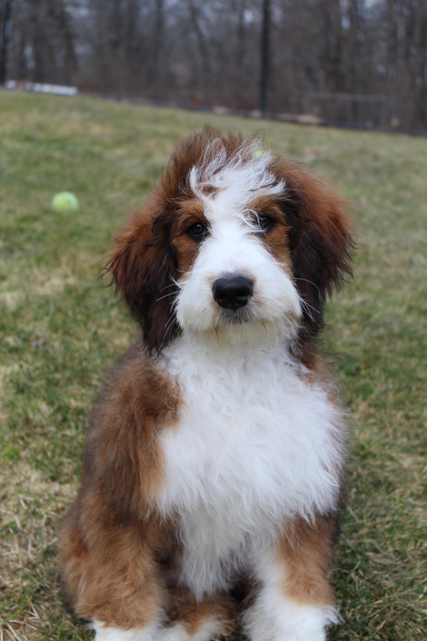 OUR DOGS — New England Bernedoodles