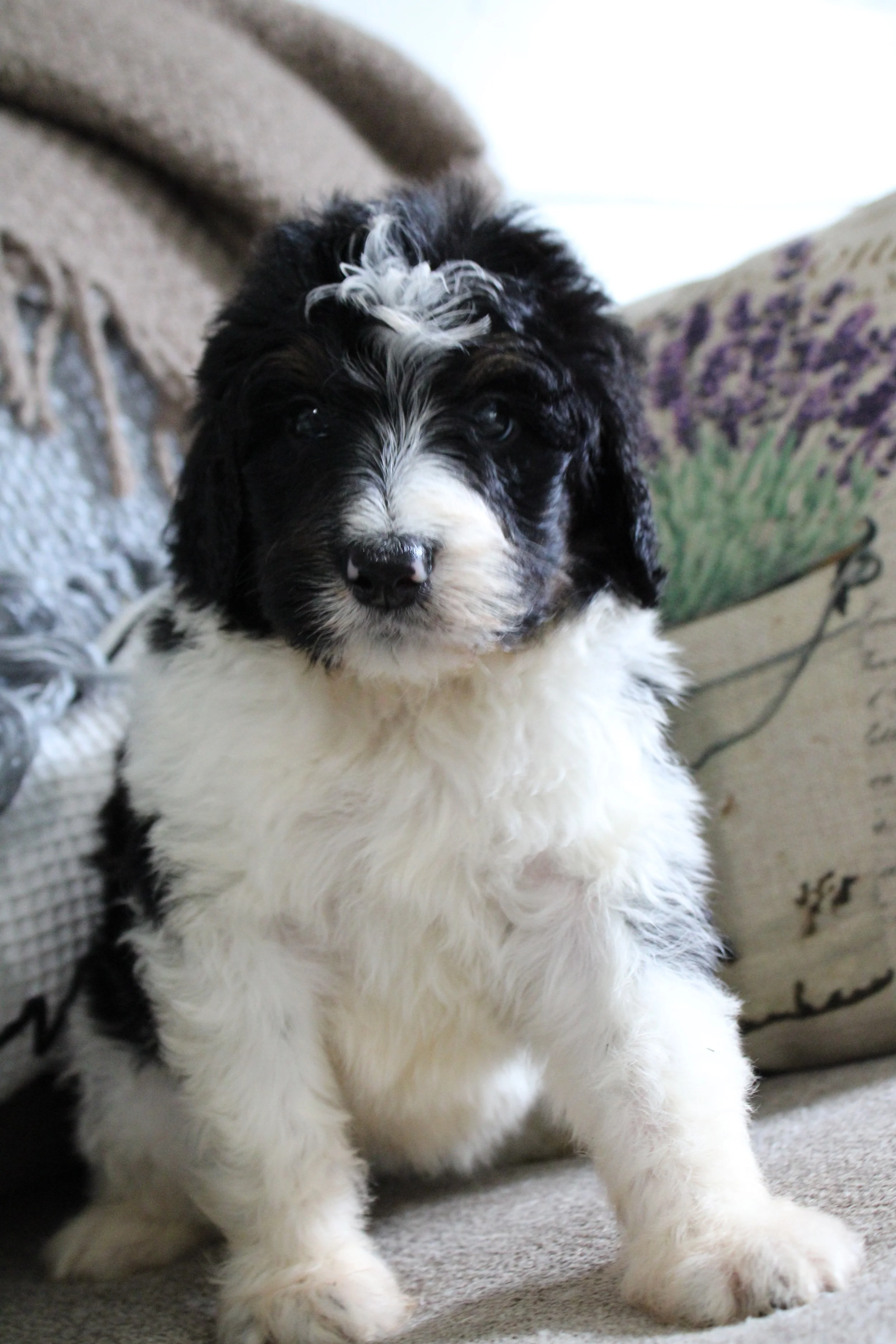 OUR PUPPIES — New England Bernedoodles