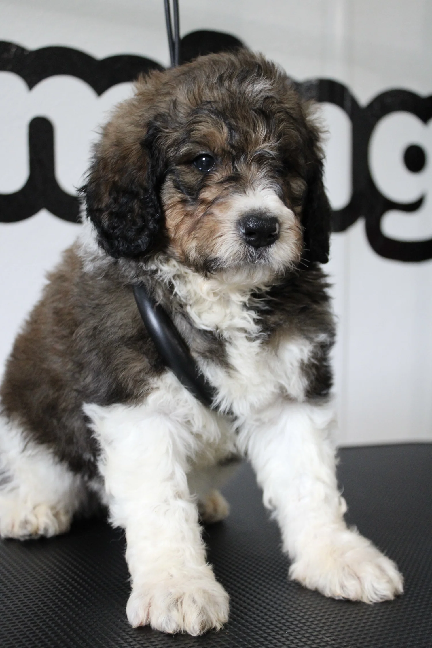 OUR PUPPIES — New England Bernedoodles