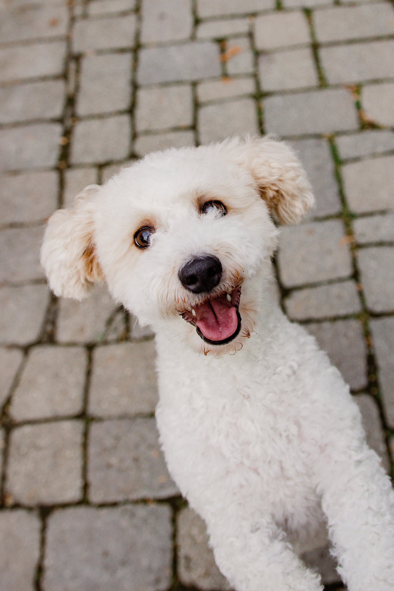 Part Of The Family Pet Photos