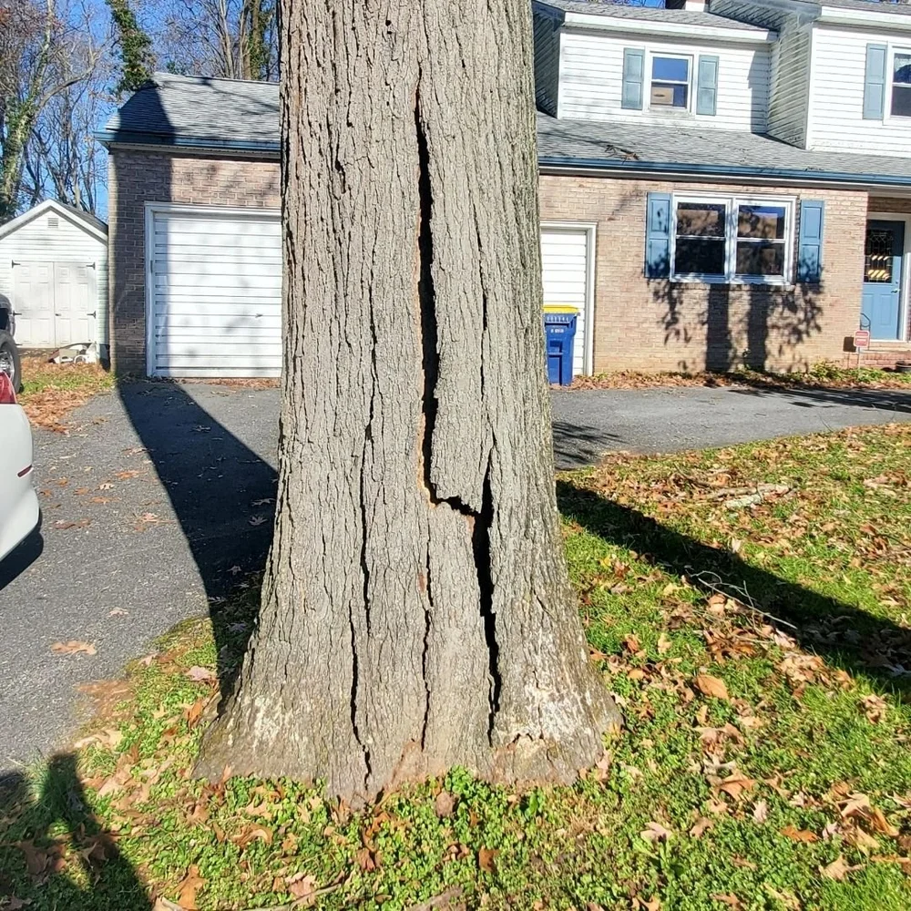 What Are the Warning Signs of Dangerous Trees? | Tokori, Inc.