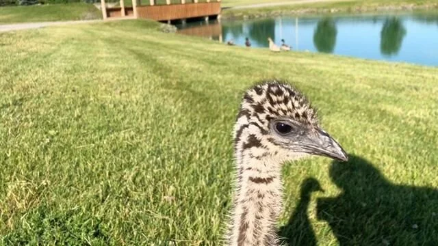 Hidden Valley Animal Adventure