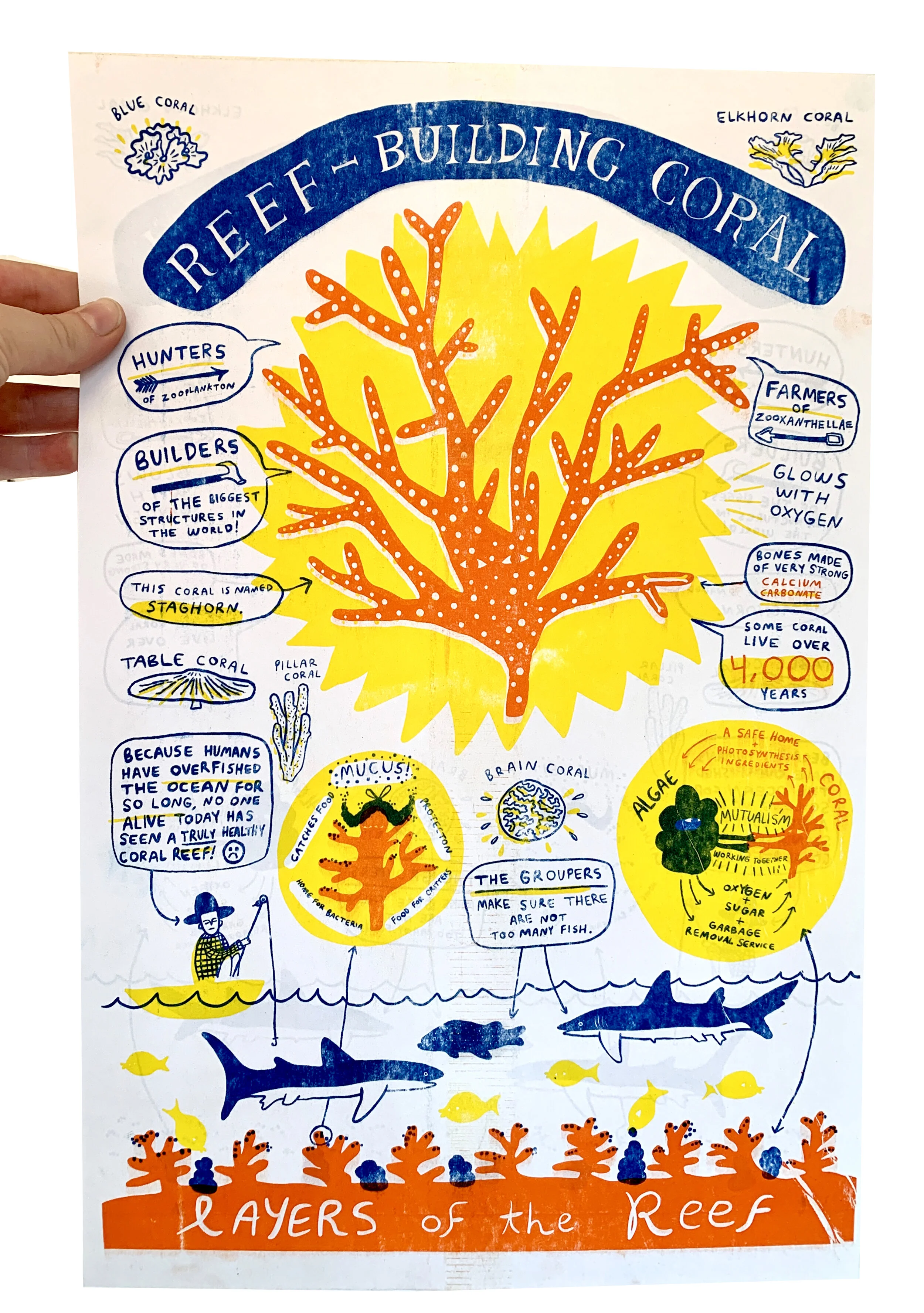 Coral Reef Posters — Lili Todd