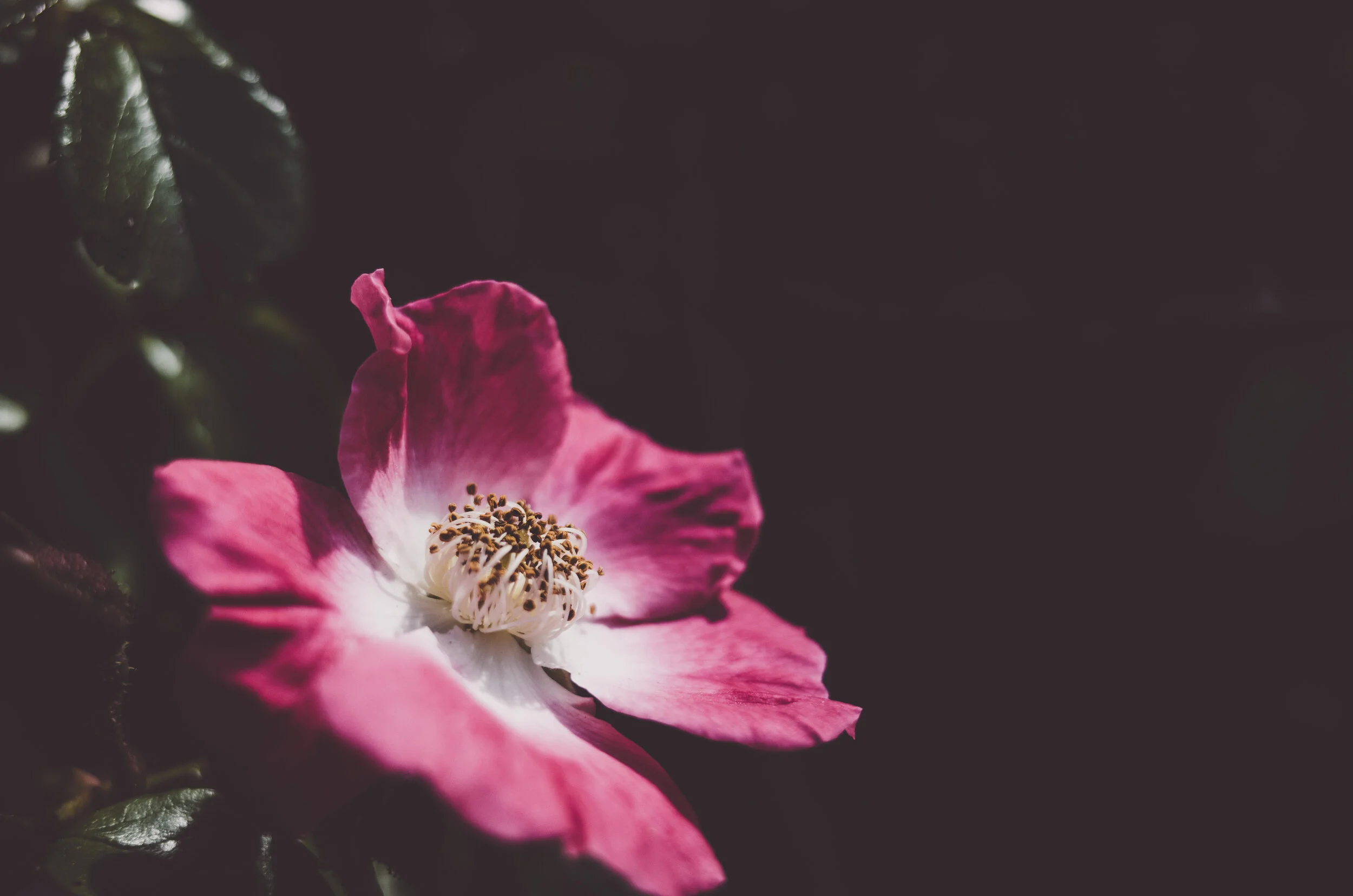 Treating Skin Issues with Poultices — Herbs & Hands Craniosacral Therapy