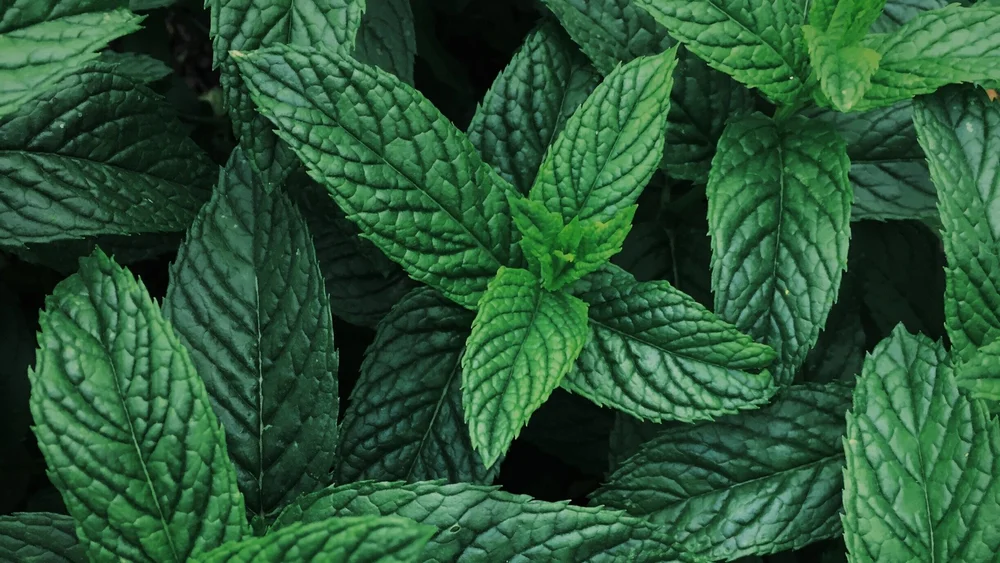 Treating Skin Issues with Poultices — Herbs & Hands Craniosacral Therapy