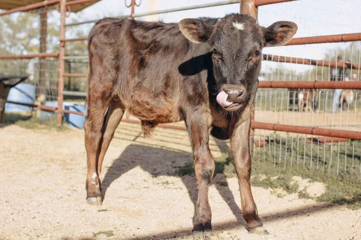 Meet Our Herd — Freed Spirits Animal Rescue