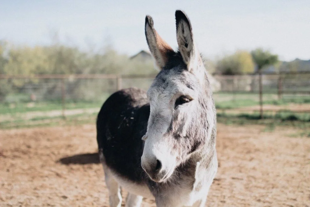 Meet Our Herd — Freed Spirits Animal Rescue