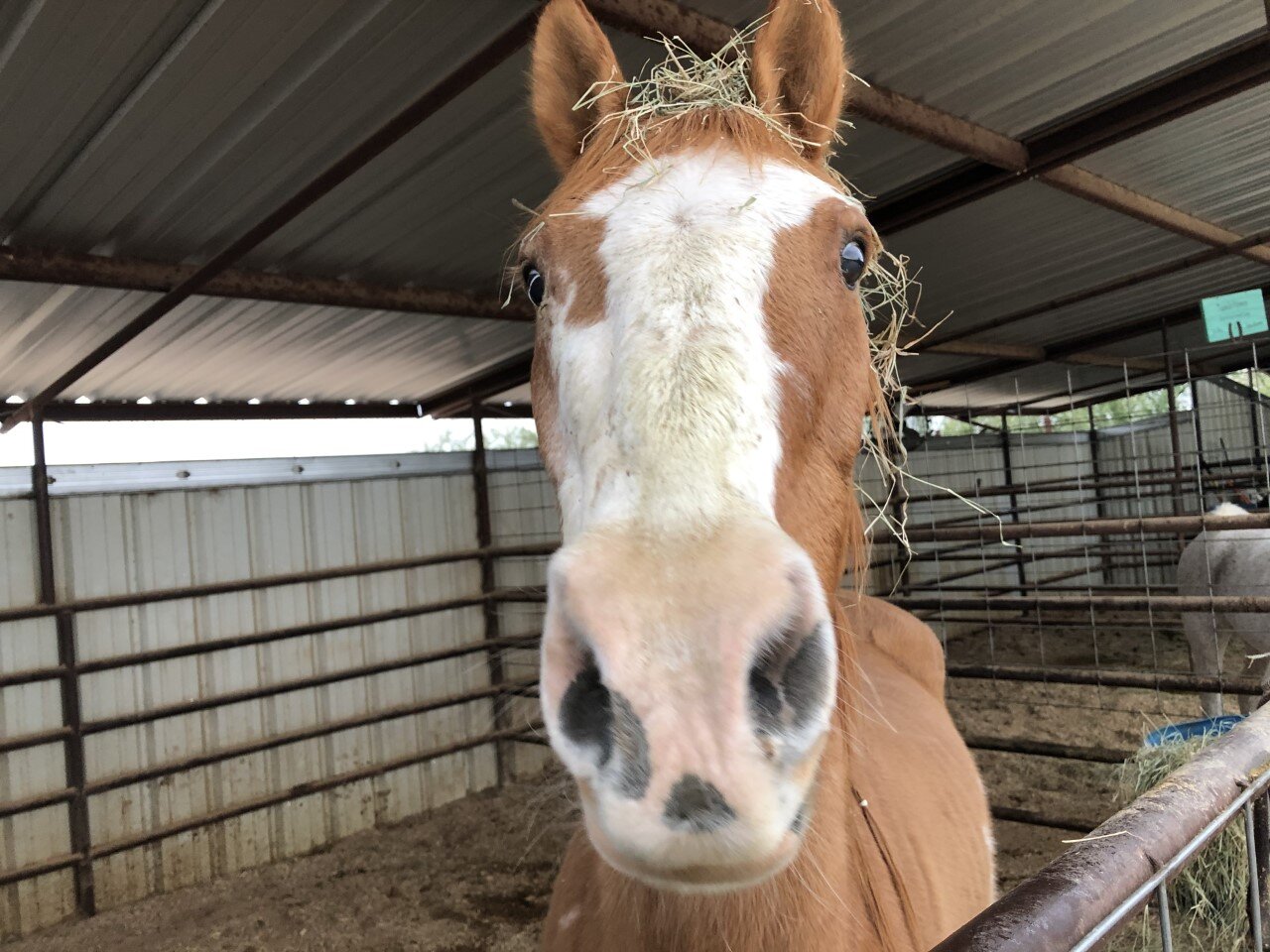 Meet Our Herd — Freed Spirits Animal Rescue