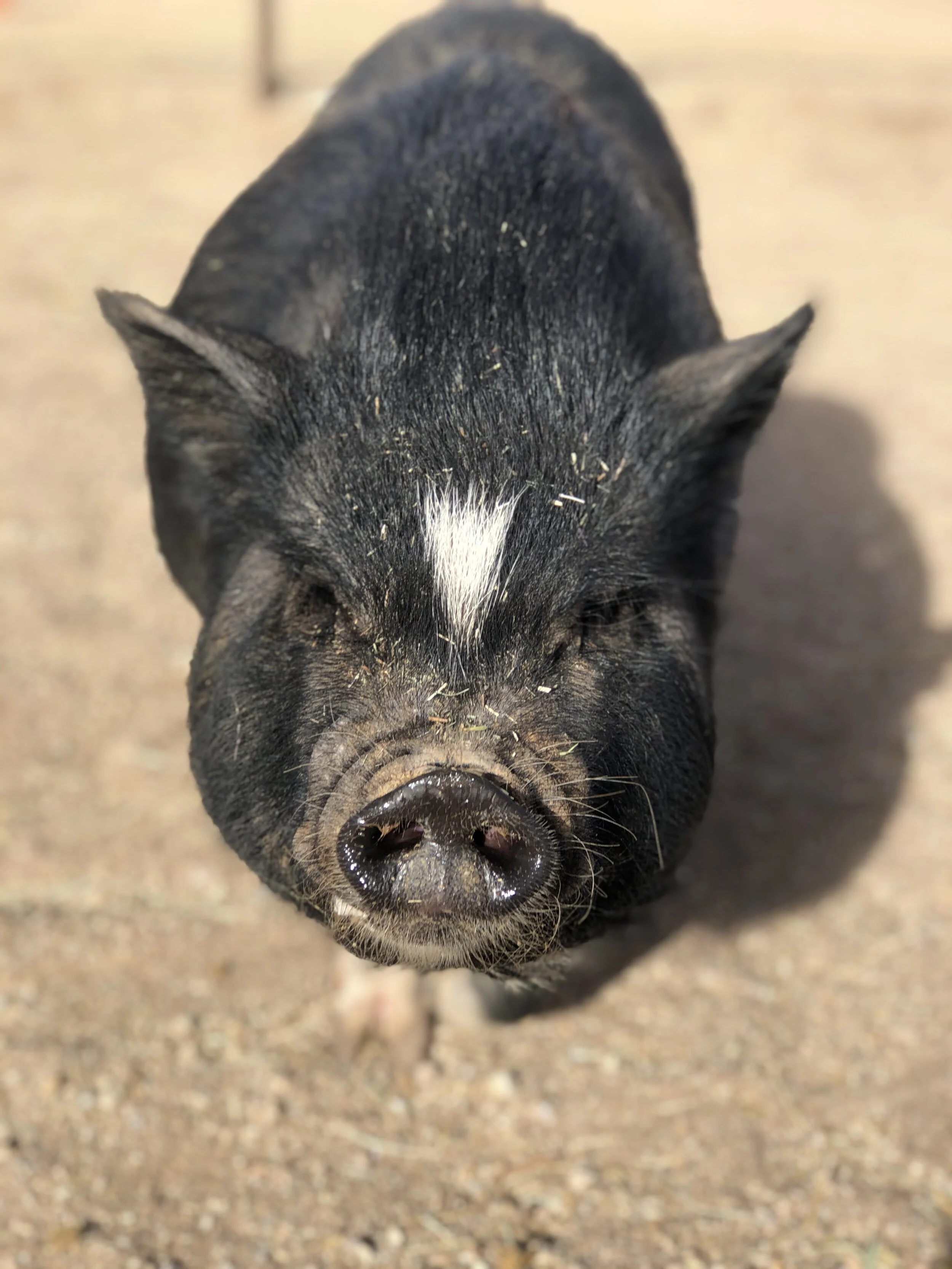 Meet Our Herd — Freed Spirits Animal Rescue