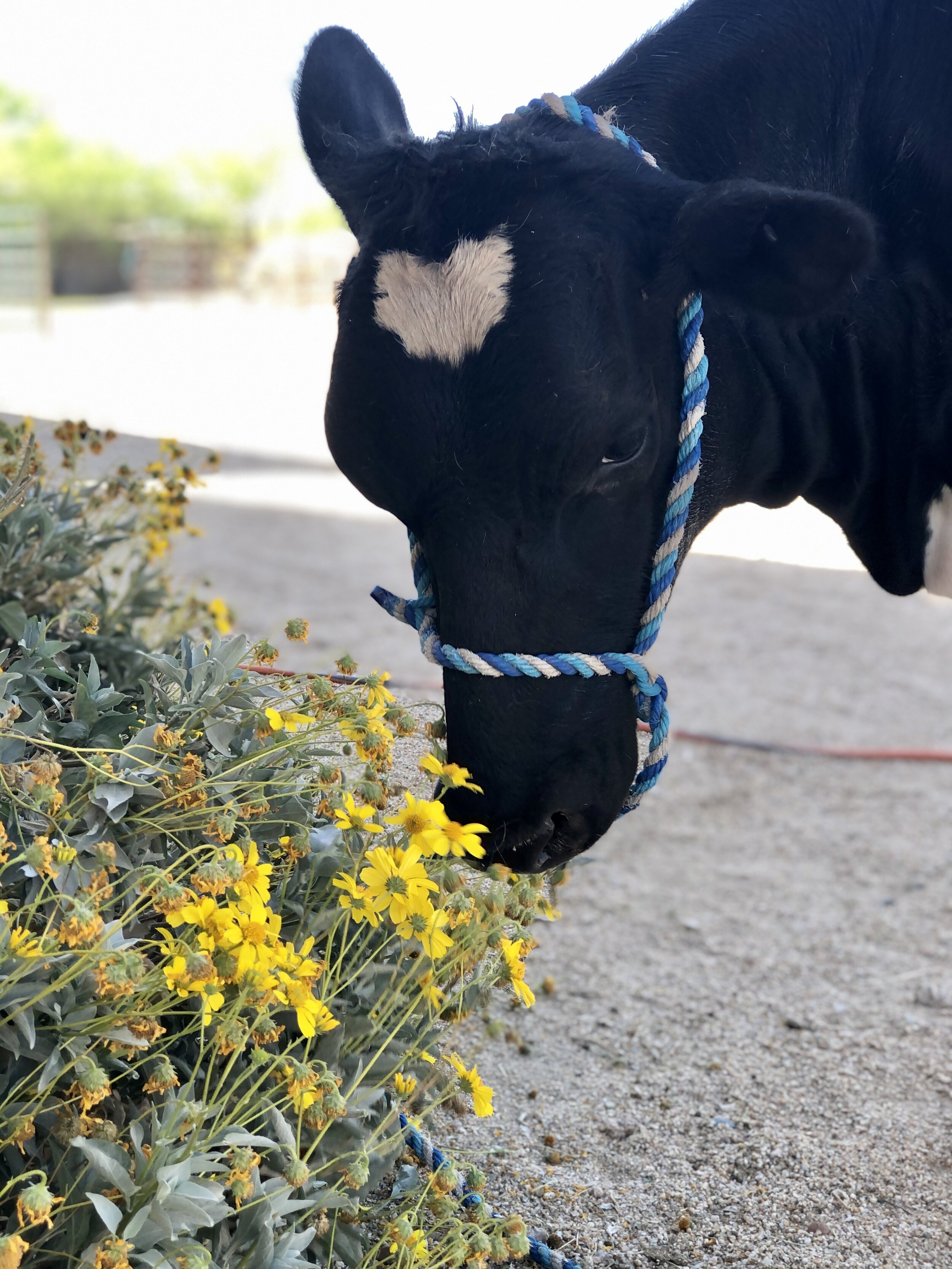 Freed Spirits Animal Rescue