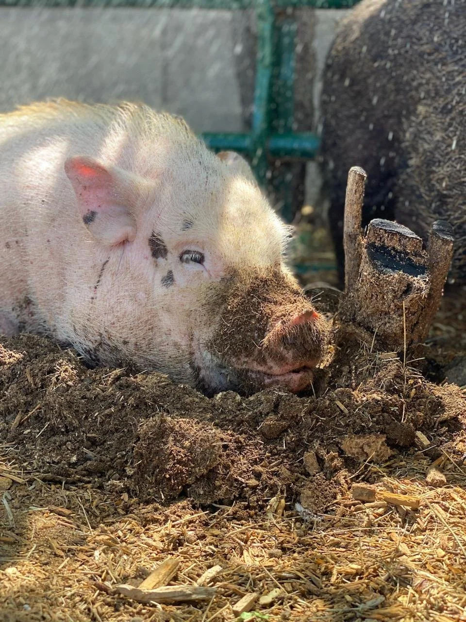 Pink — Freed Spirits Animal Rescue