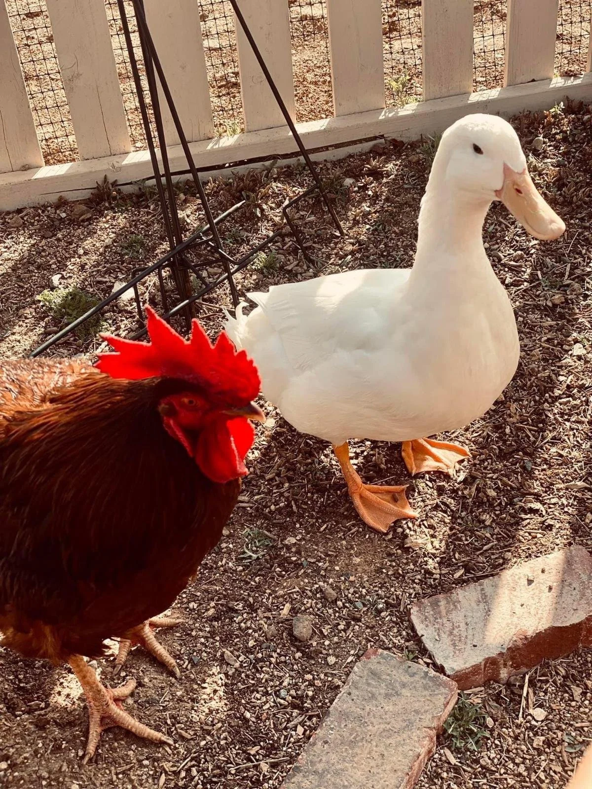 Meet Our Herd — Freed Spirits Animal Rescue