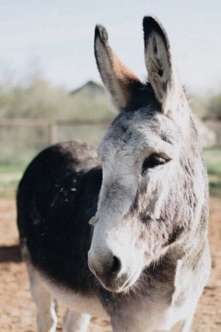 Meet Our Herd — Freed Spirits Animal Rescue