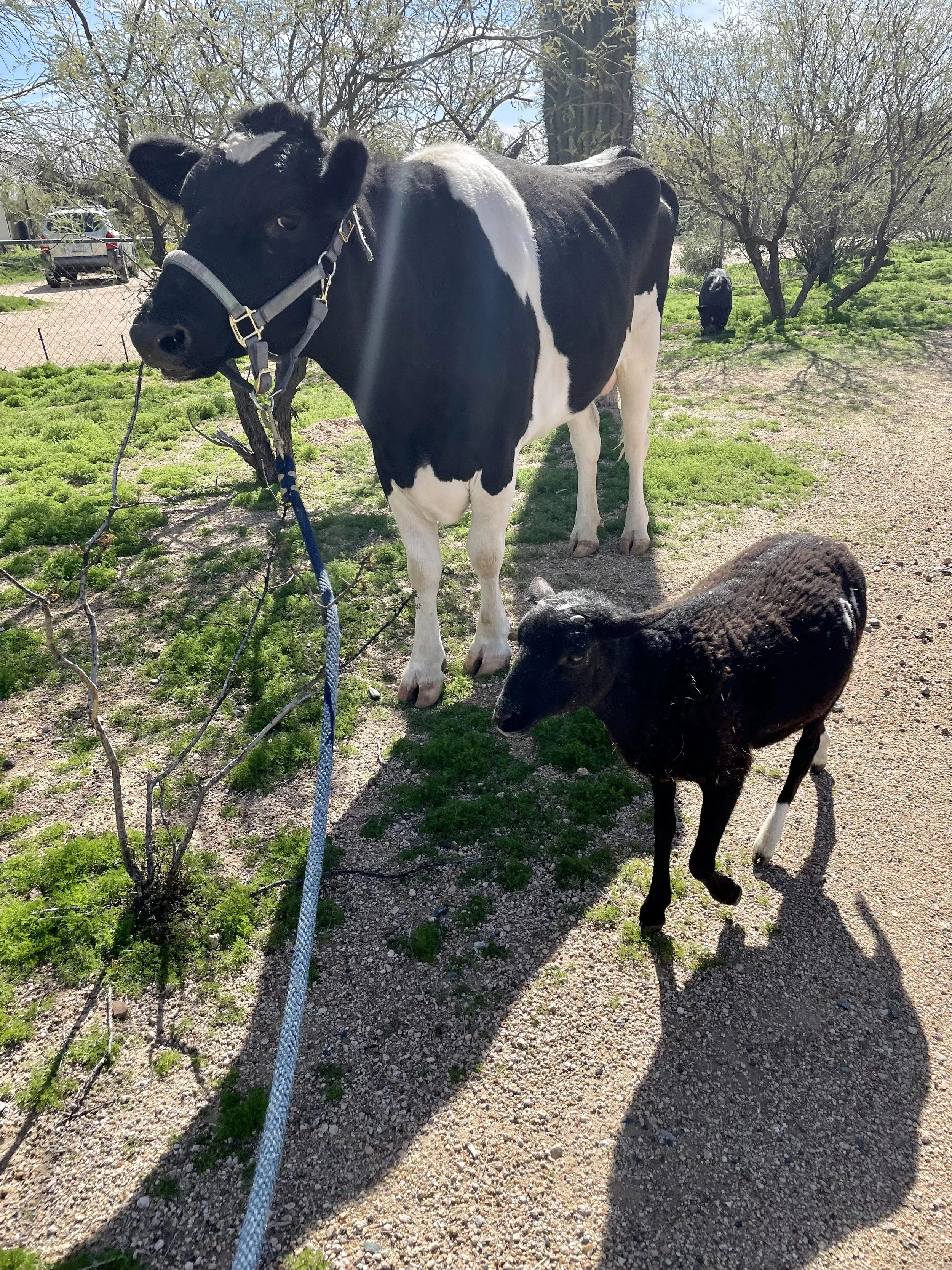 Freed Spirits Animal Rescue