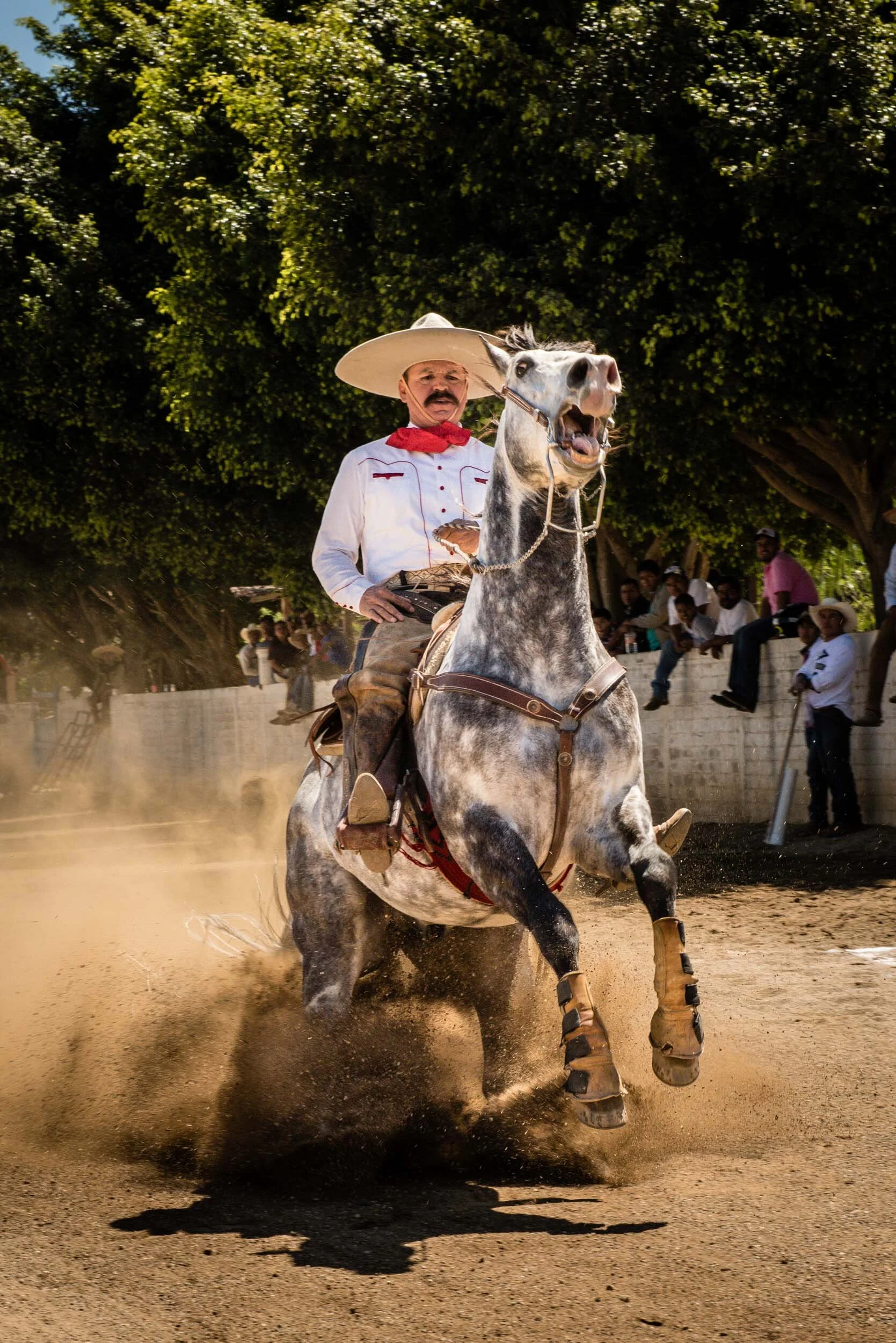Caballos Charros Wallpaper