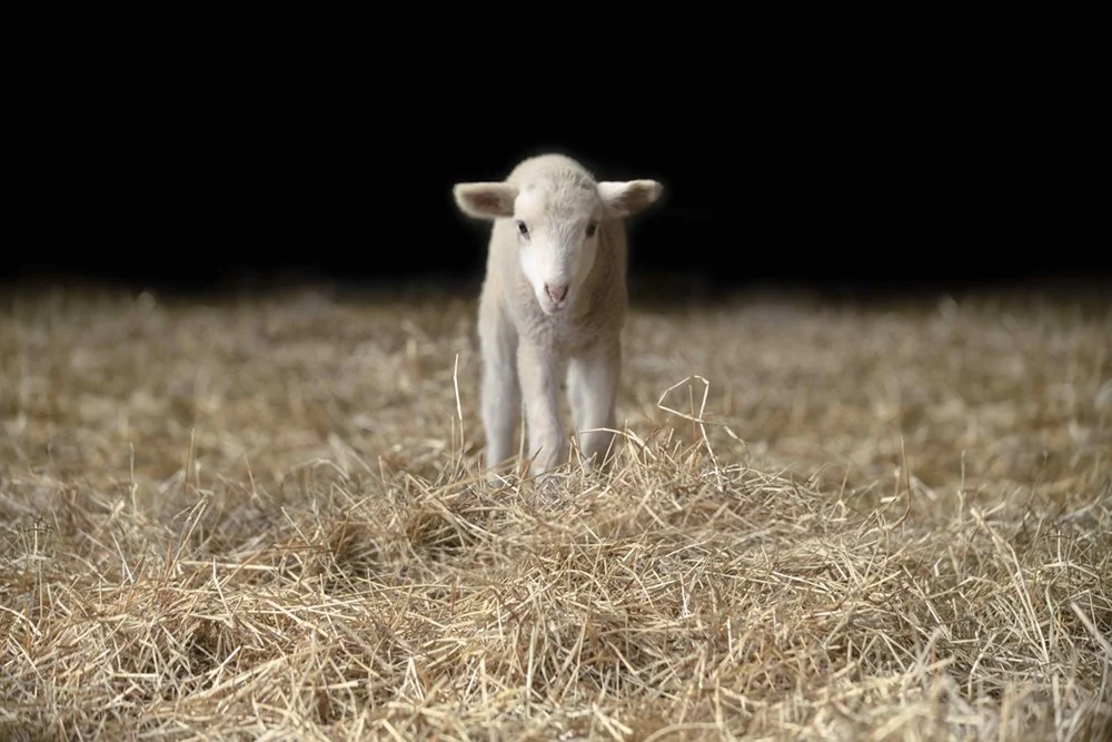 baby sheep — Merrell Thompson Photography