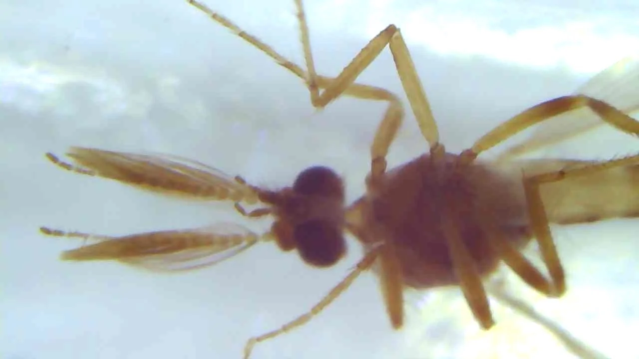 What pollinates cacao trees? — Science Of Chocolate