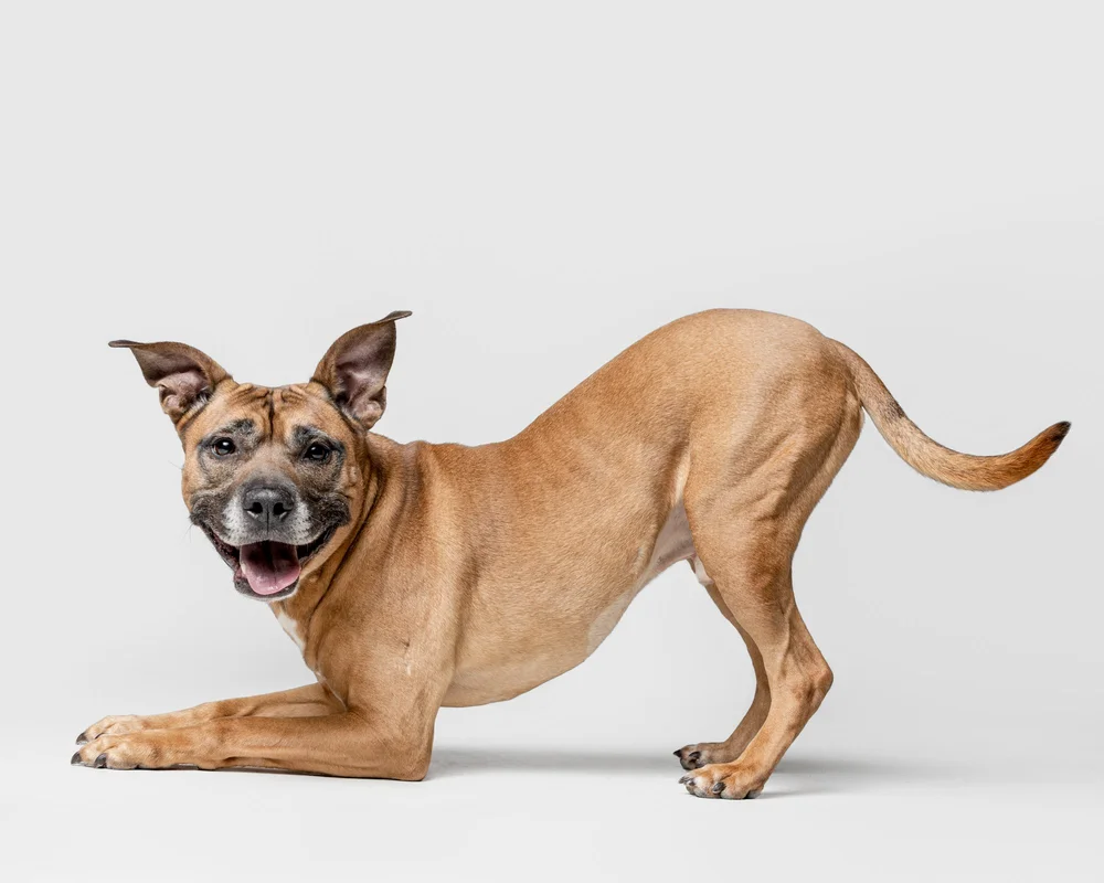 Greg Murray Photography | Cleveland based Commercial Pet and Animal ...