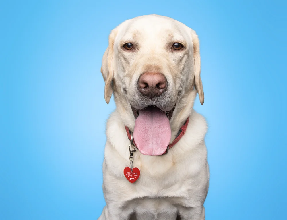 Finn's Studio Session - Cleveland Pet Photographer — Greg Murray ...