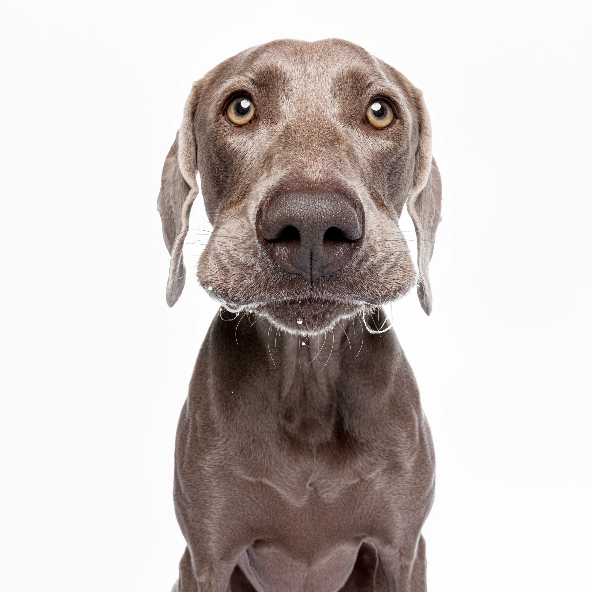 Greg Murray Photography | Cleveland based pet photographer