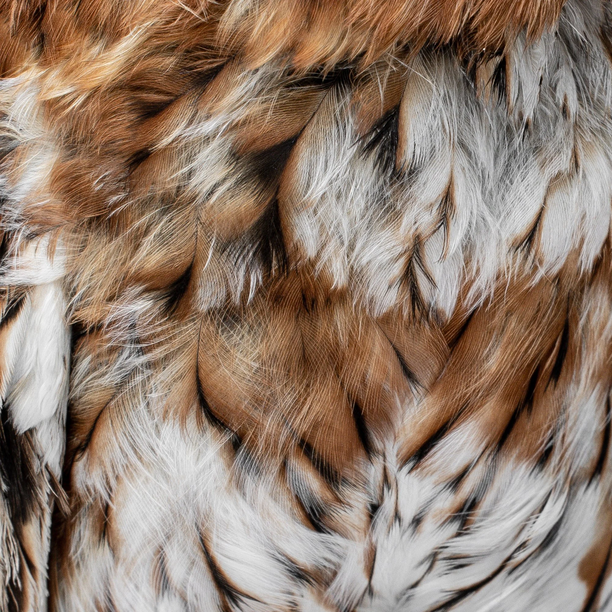 Wildlife and Non-Traditional Pet Photography Portfolio — Greg Murray ...