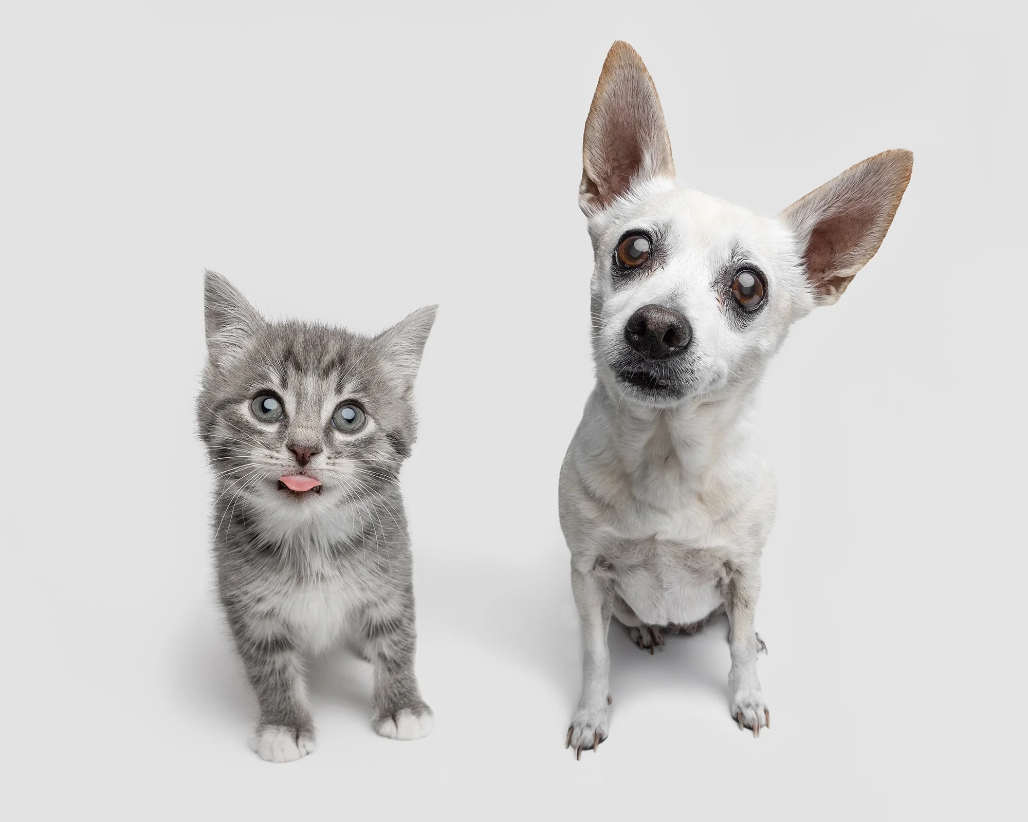 Greg Murray Photography | Cleveland based Commercial Pet and Animal ...