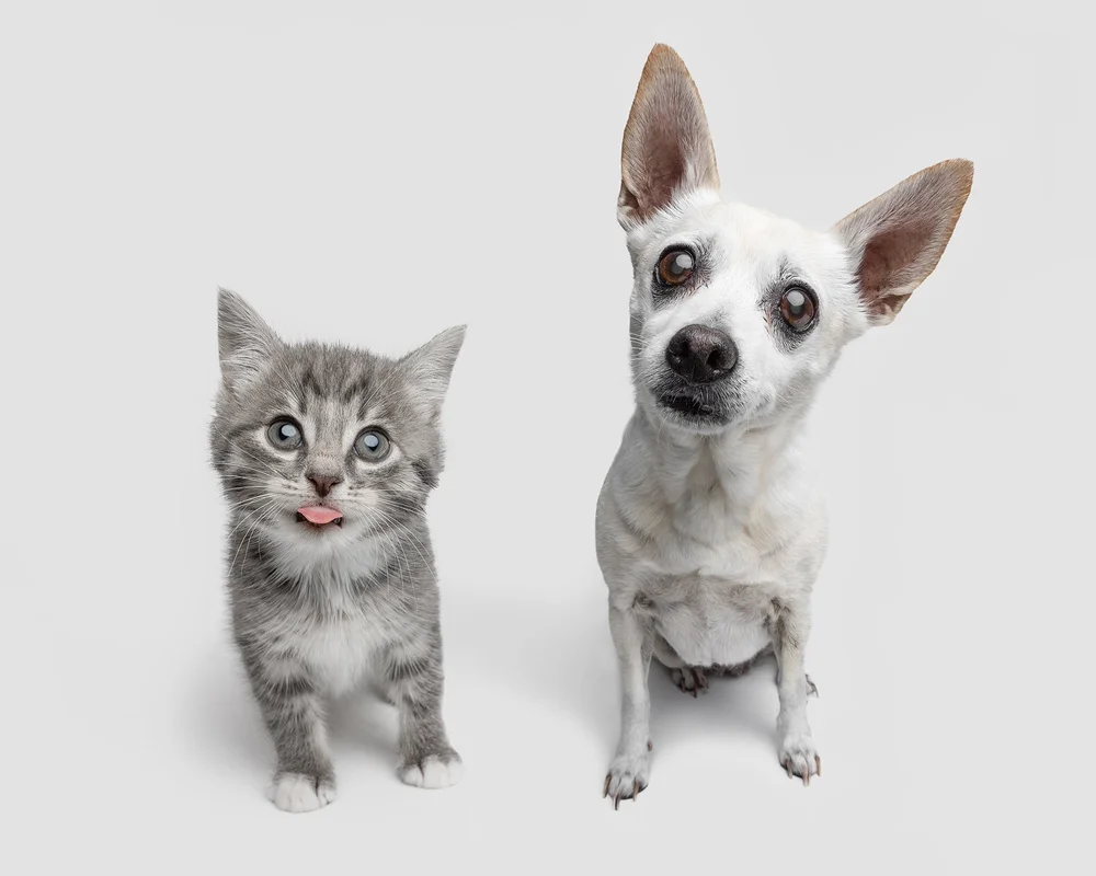 Greg Murray Photography | Cleveland based Commercial Pet and Animal ...